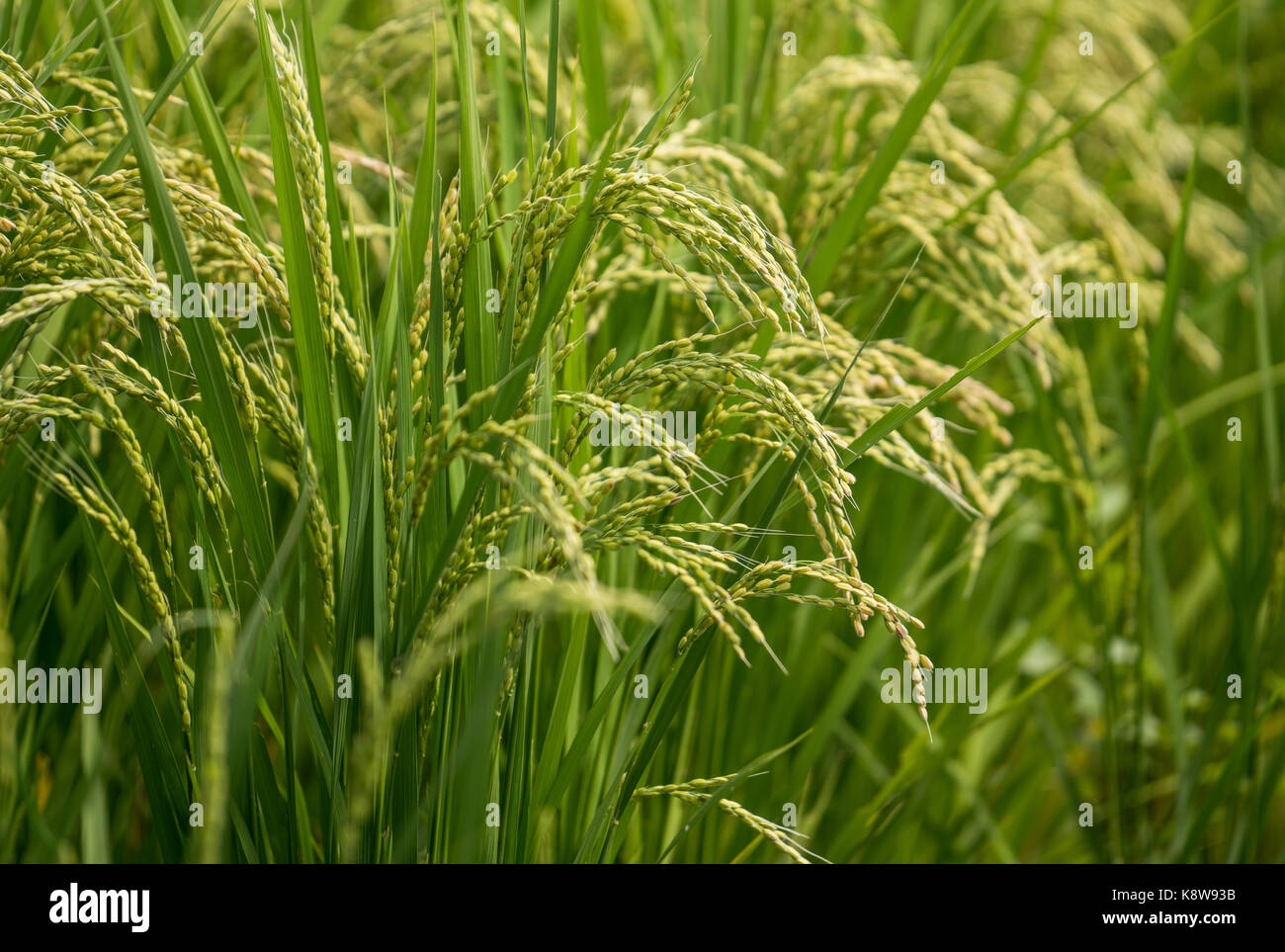Rice in a rice field ready for harvest in Northern Japan Stock Photo ...