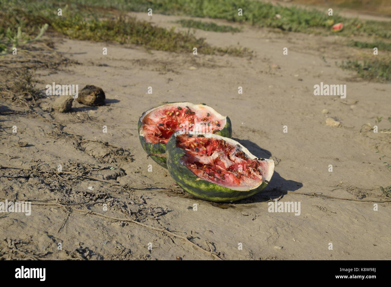 Split in two an old rotten watermelon. Rotten watermelons. Remains of ...