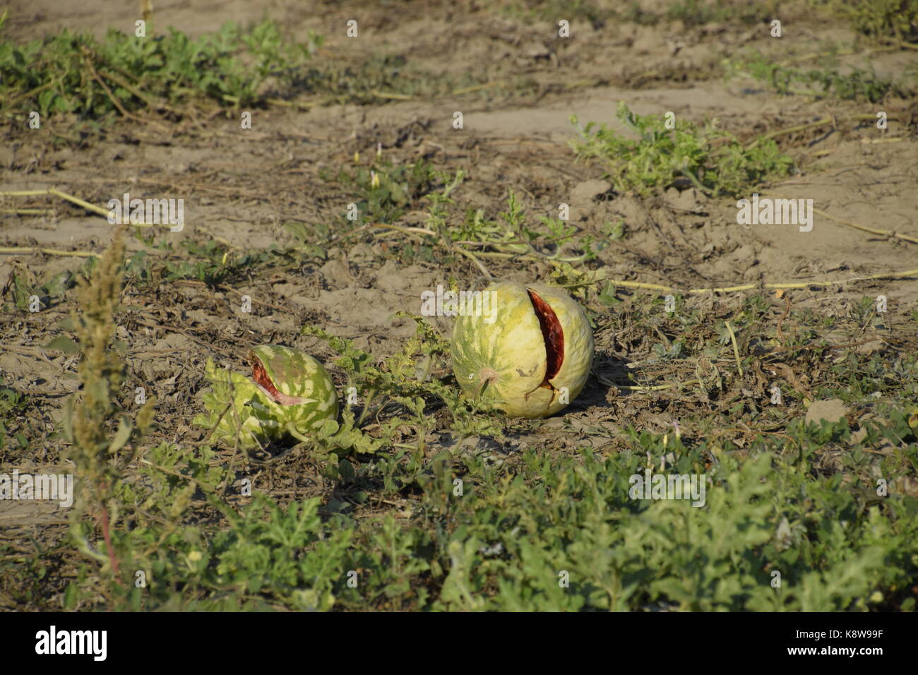 Split in two an old rotten watermelon. Rotten watermelons. Remains of ...