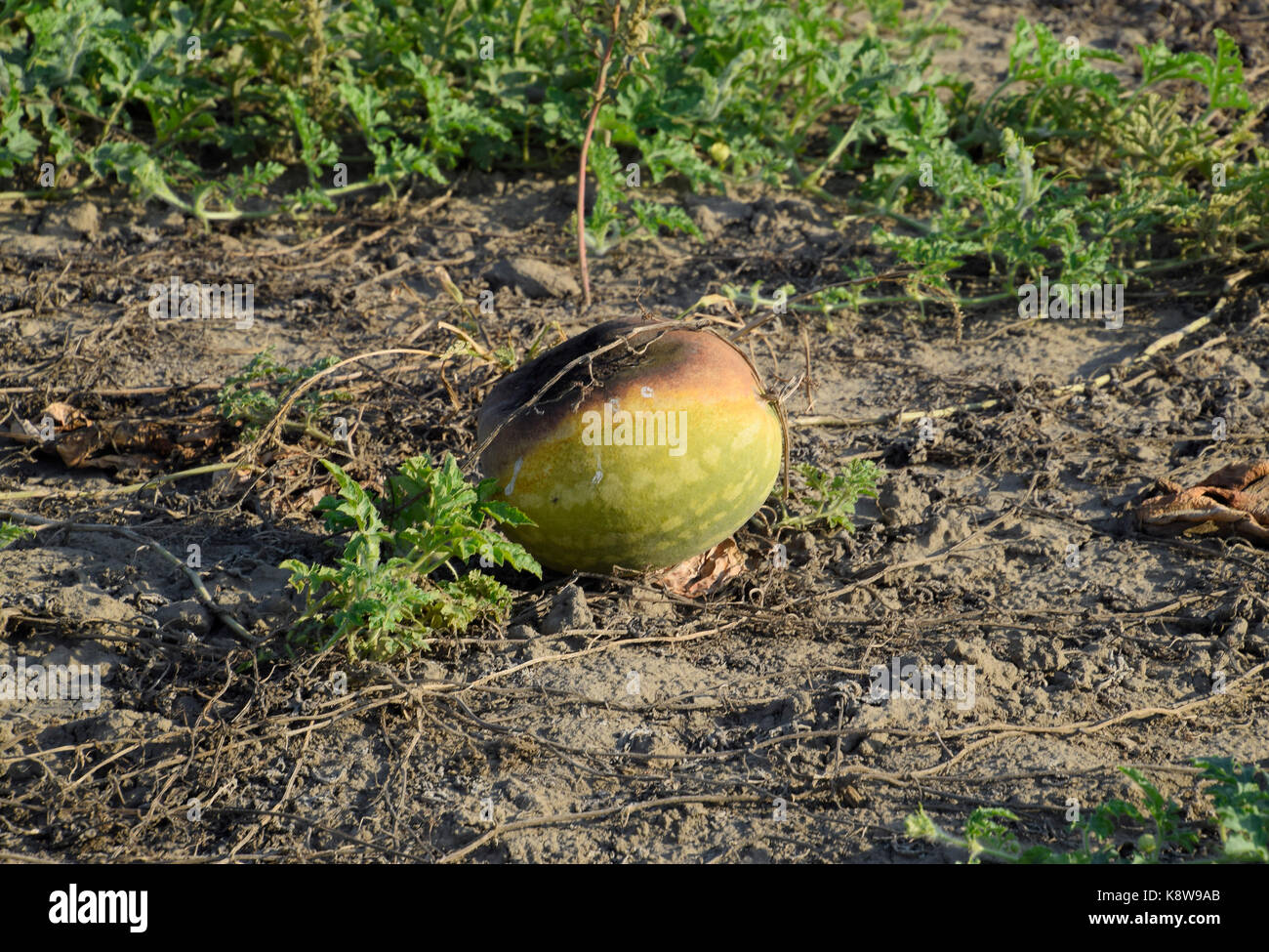 Rotten melon. An abandoned field of watermelons and melons. Rotten ...