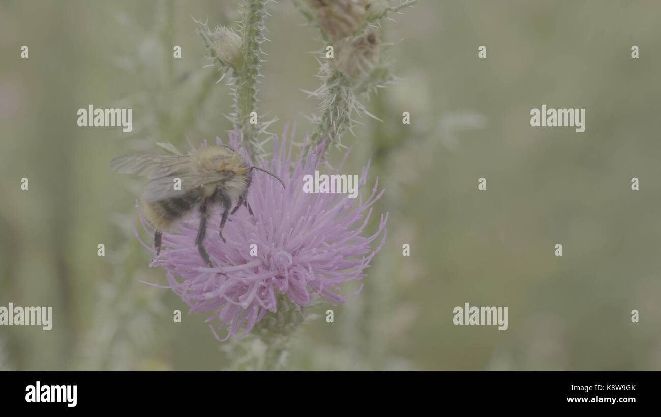 A beautiful wild bumblebee gathering honey from marsh thistle flower ...