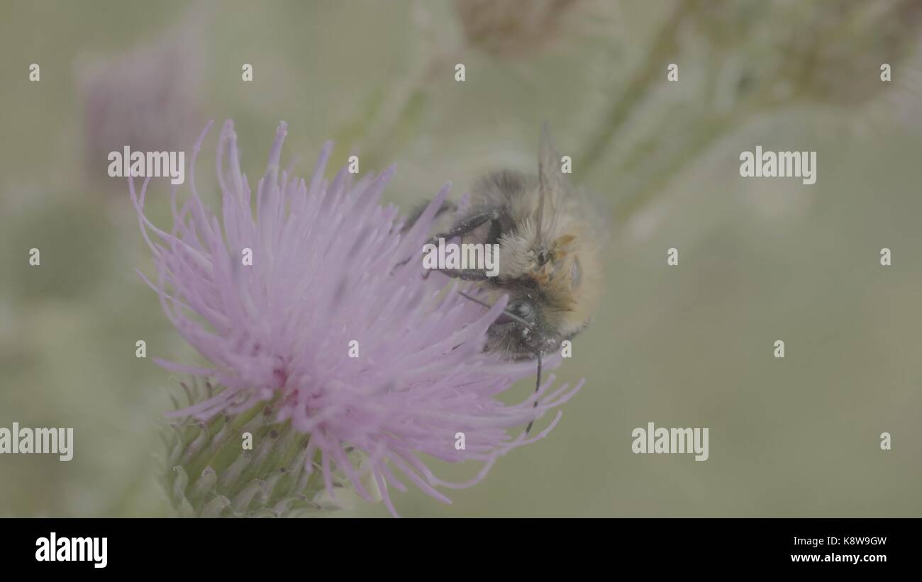A beautiful wild bumblebee gathering honey from marsh thistle flower ...