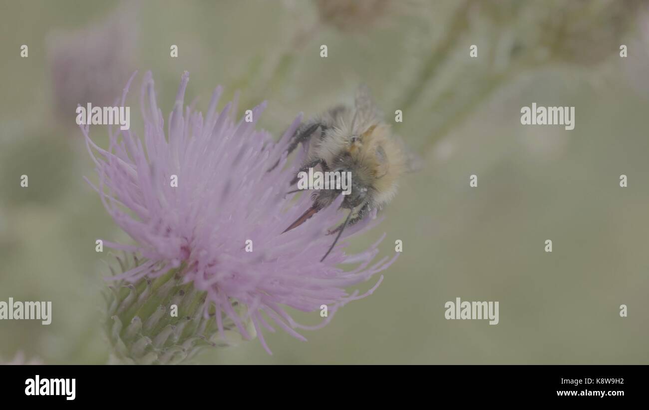 A beautiful wild bumblebee gathering honey from marsh thistle flower ...