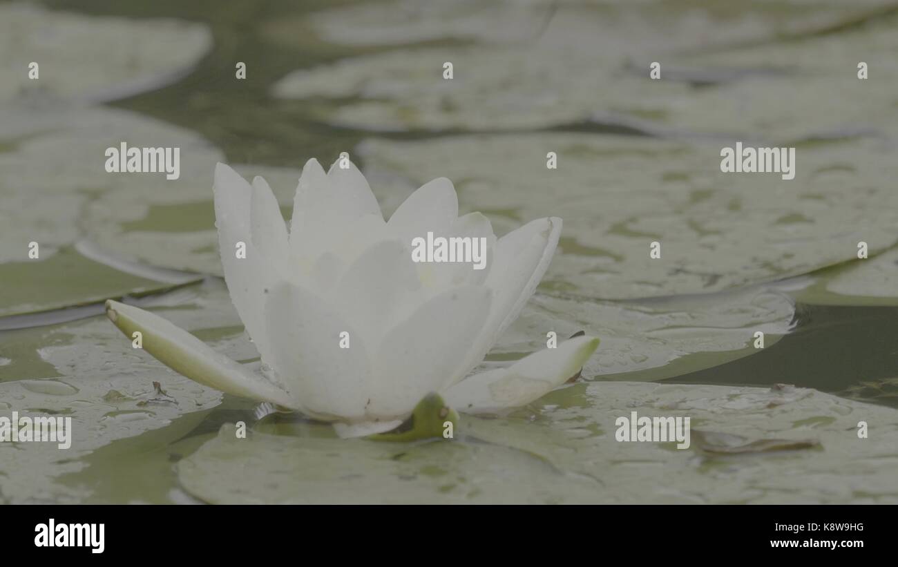 Water lily in swamp. Lotus in nature on natural background. White Lotus ...