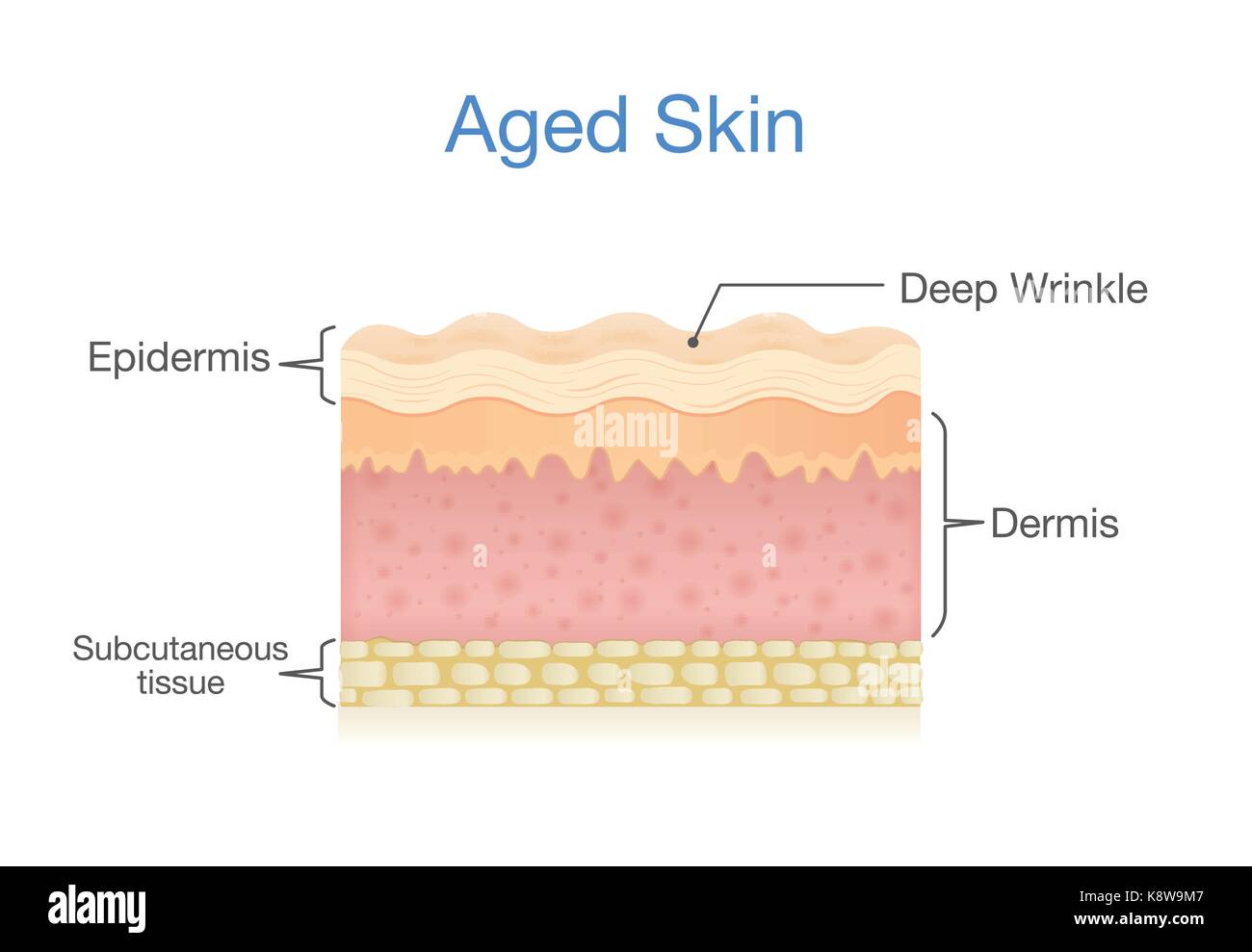 Aged skin layer in 3D vector style Stock Vector Image & Art - Alamy