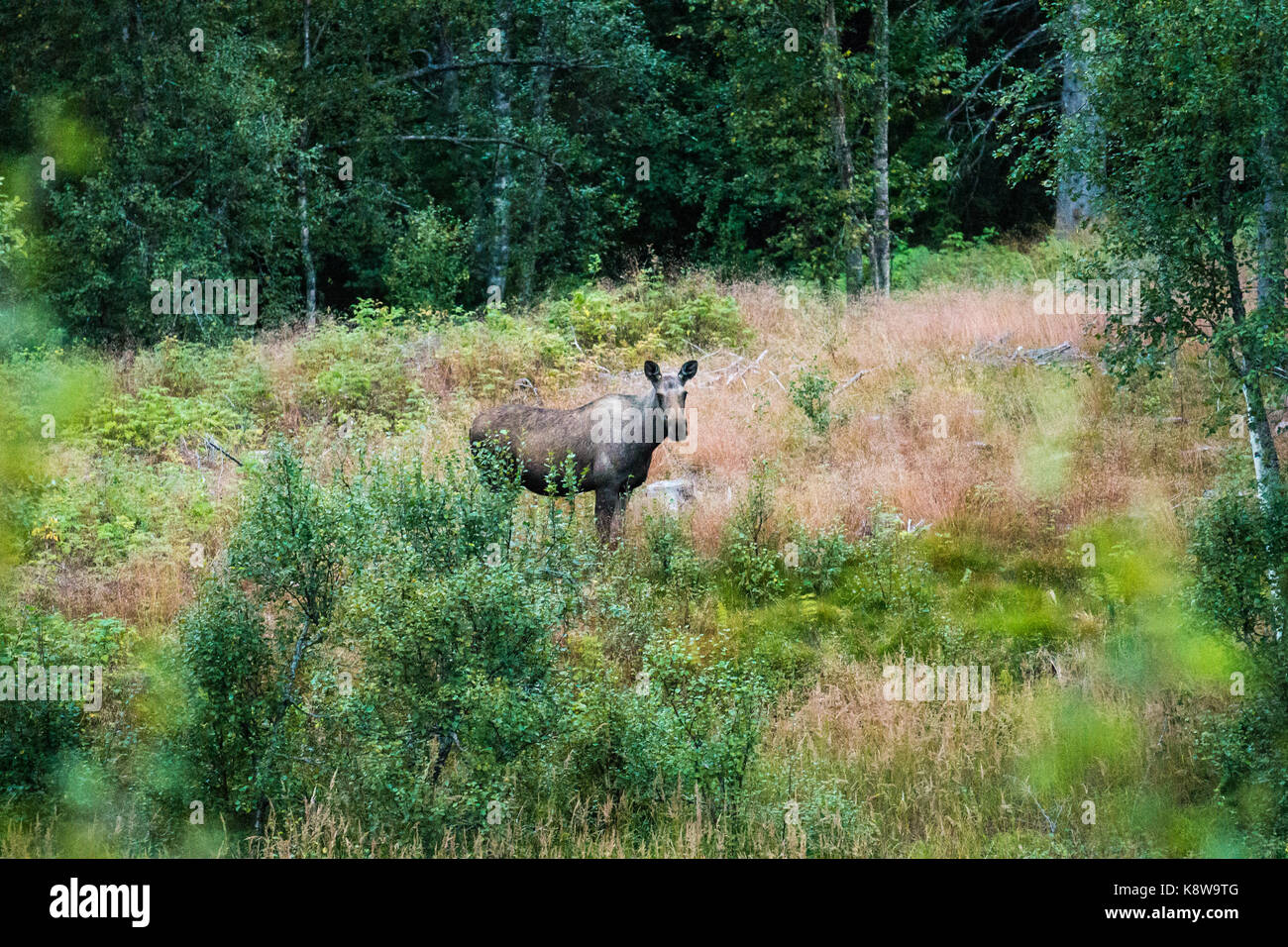 elk, European moose (Alces alces alces), Norway, Scandinavia, Europe ...