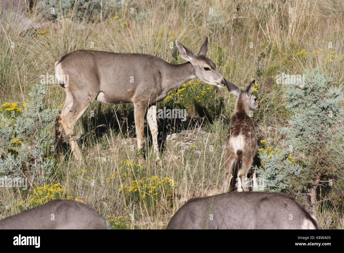 Ruidoso, nm hi-res stock photography and images - Alamy