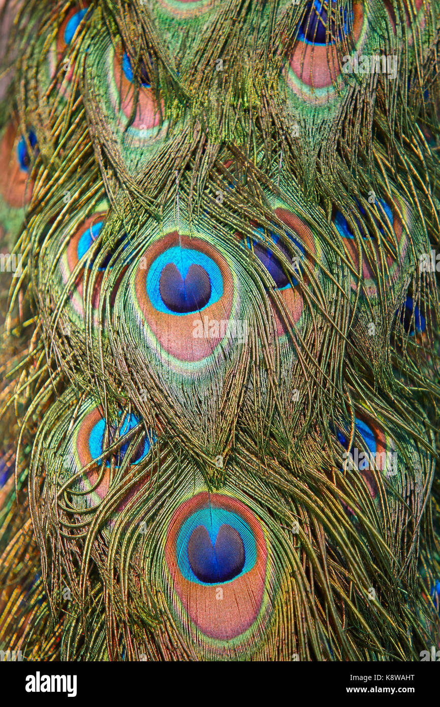 Colorful peacock feather detail. Natural bright color design. Vertical ...
