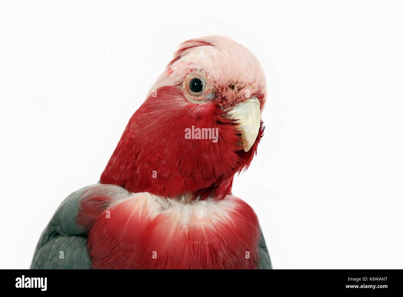 Rose Breasted Cockatoo Stock Photo - Alamy