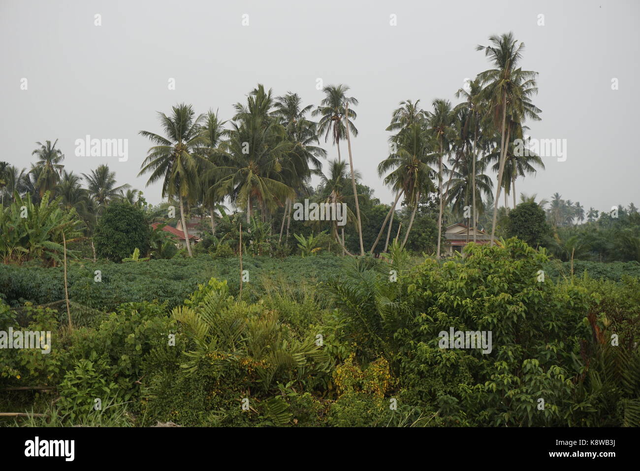 tall coconut trees in rural coastal area of Malaysia Stock Photo - Alamy