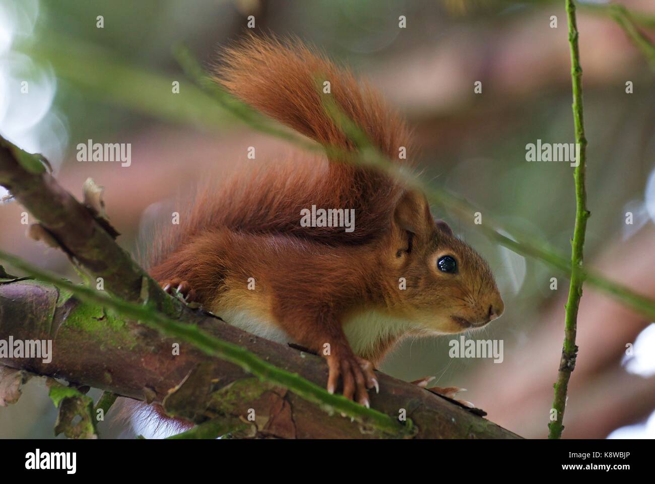 Eurasian red squirrel (Sciurus vulgaris) in tree on branch Stock Photo ...