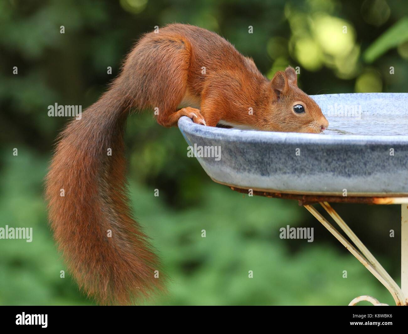 Eurasian red squirrel (Sciurus vulgaris) drinking from bird bath Stock ...