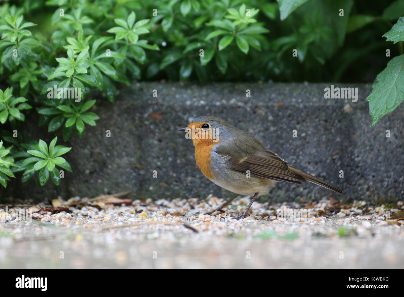 European Robin (Erithacus rubecula), eating on terrace Stock Photo - Alamy
