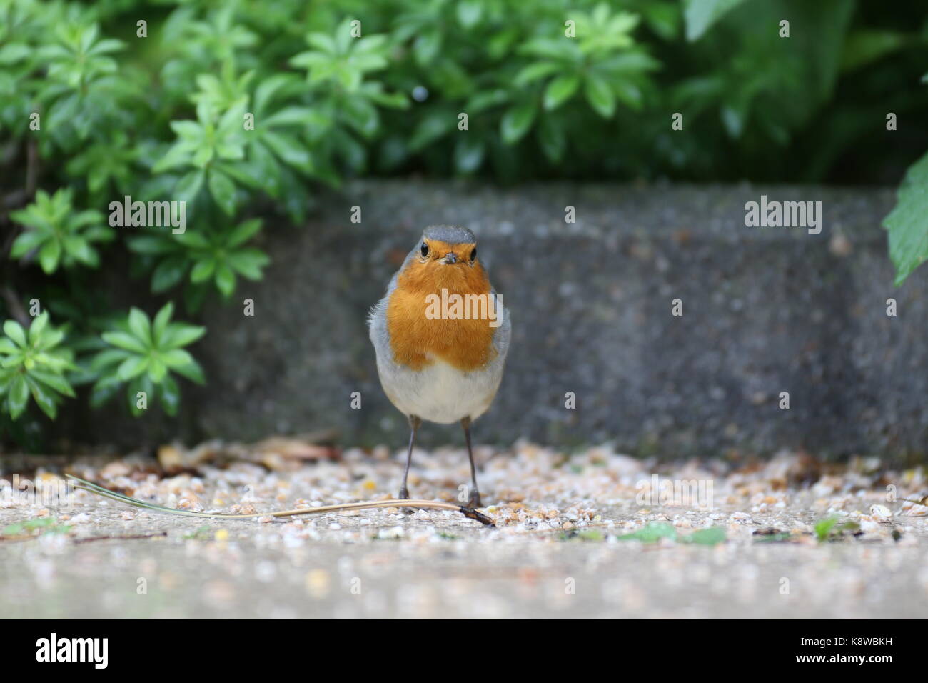 Mature robin hi-res stock photography and images - Alamy