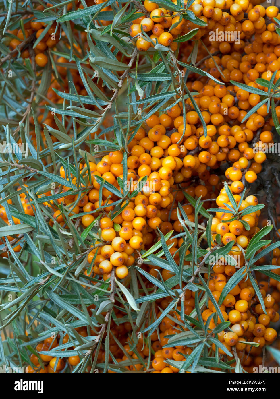 Sea Buckthorn Hippophae rhamnoides in autumn Cromer North Norfolk Stock ...