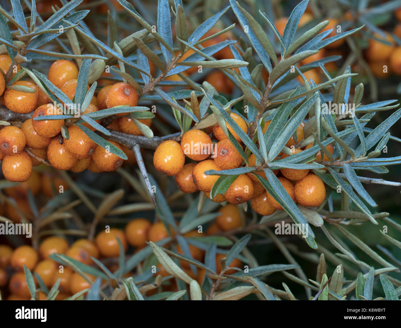 Sea Buckthorn Hippophae rhamnoides in autumn Cromer North Norfolk Stock ...