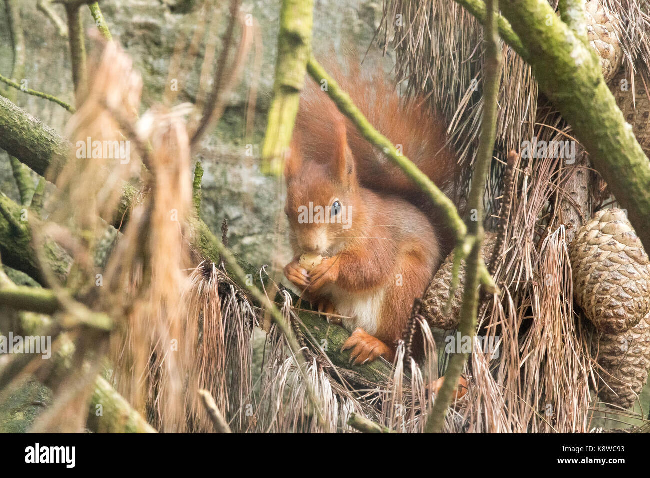 Eating Pine Cone High Resolution Stock Photography and Images - Alamy