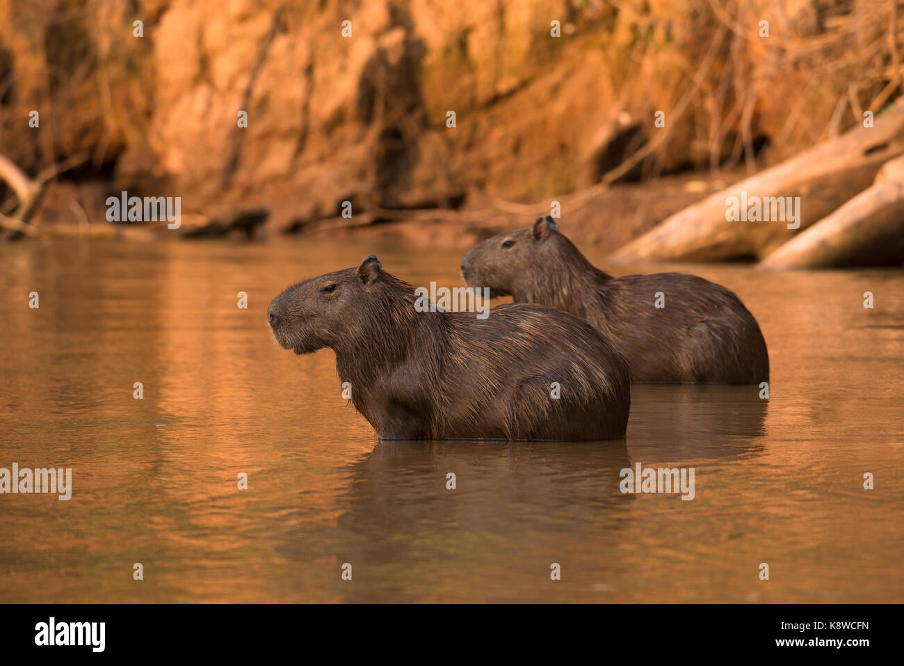 Two capybaras from North Pantanal, Brazil Stock Photo - Alamy