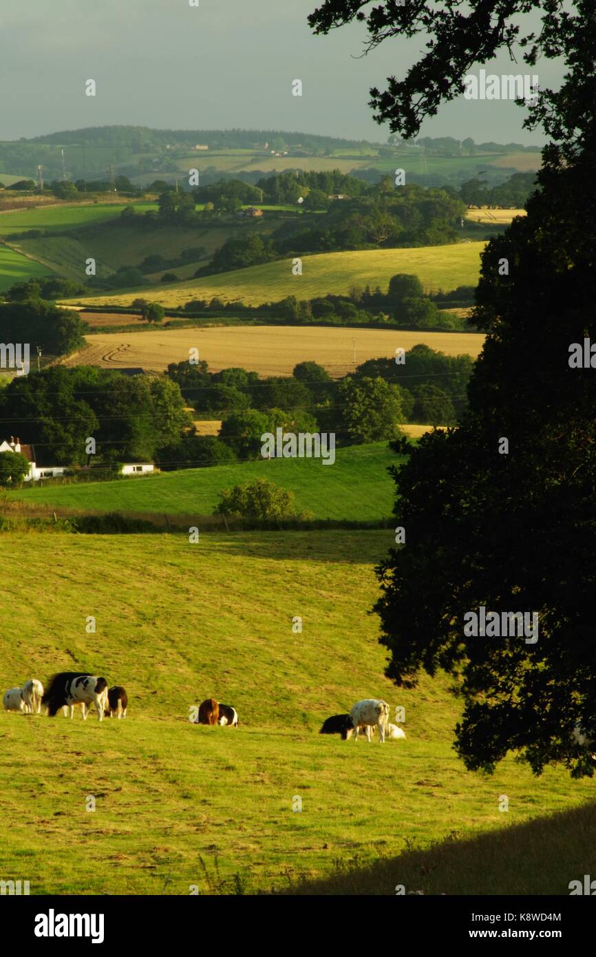 Rolling Devon Patchwork Farmland, Grazing Cows in Vibrant Fields at ...