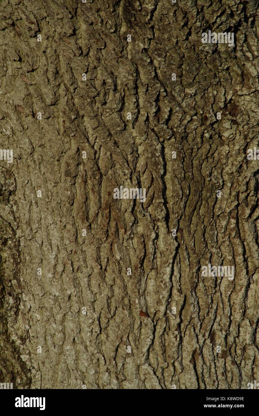 The Bark of an English Oak Tree (Quercus robur) in the Golden Light of ...