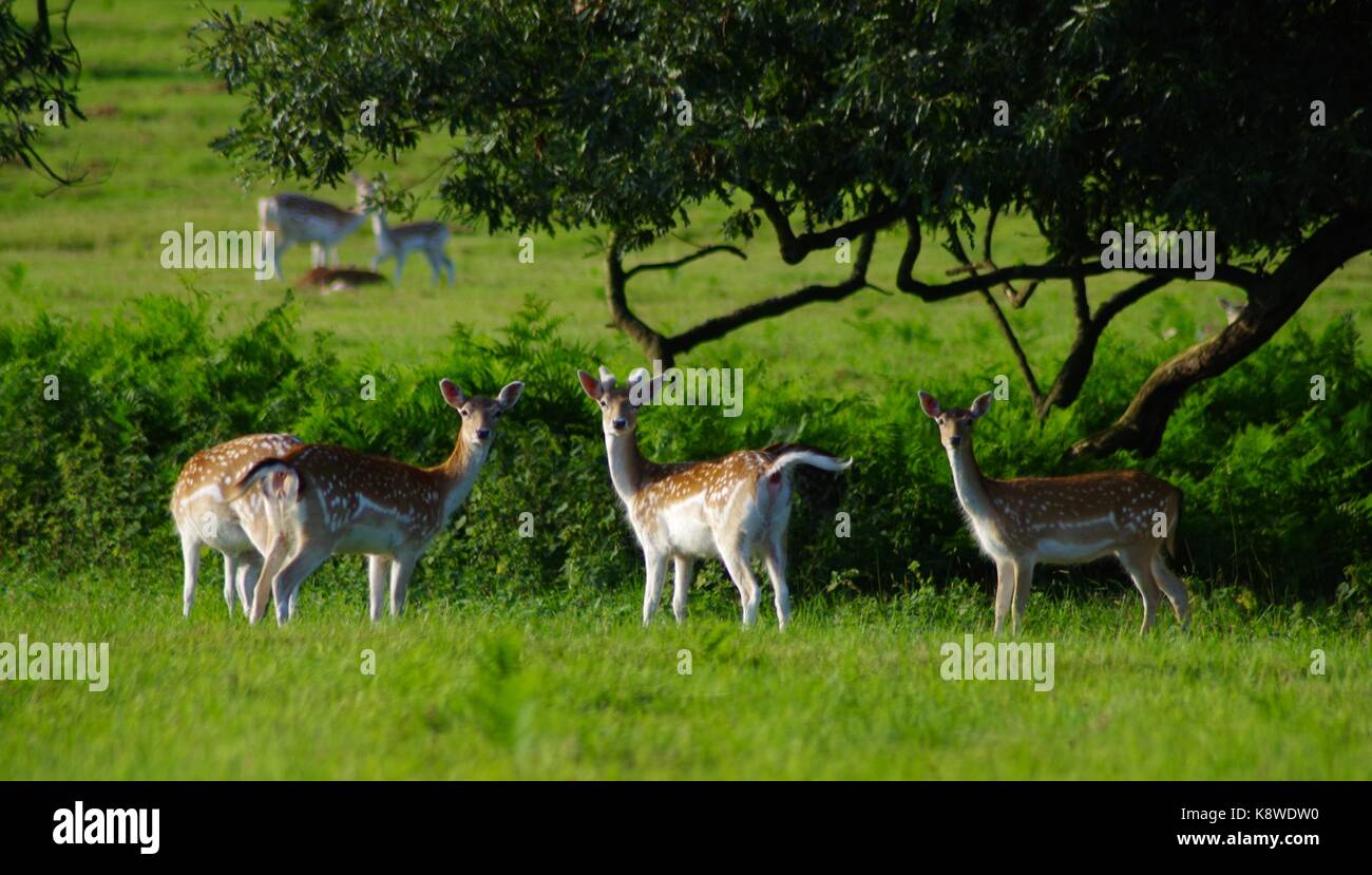 Herd of Fallow Deer in the Morning Summer Sun Light Among Vibrant Lush ...