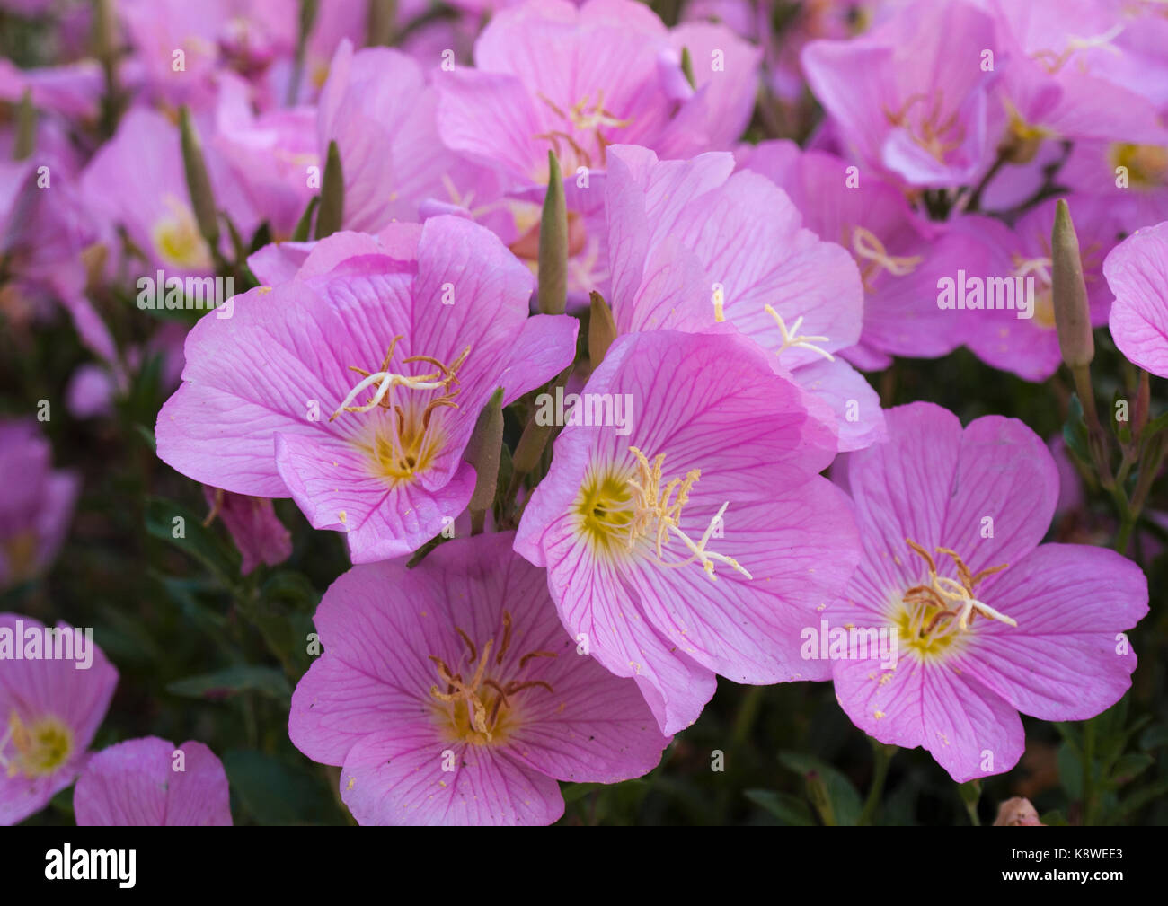 Wallpaper pink flowers sun hi-res stock photography and images - Alamy