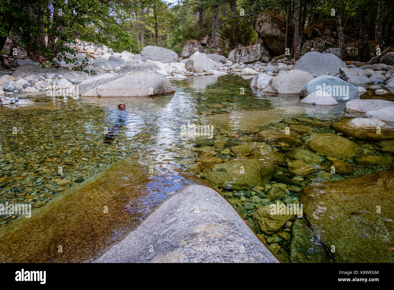 Some rocks in the last bit of water in the Restonica river on the ...