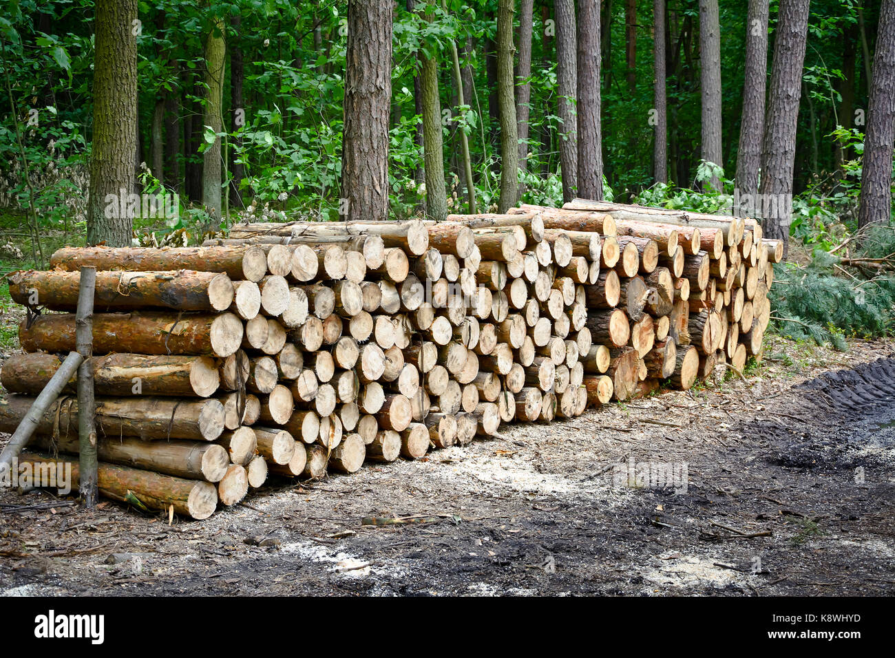 Stack of felled trees in the forest. Felling old trees in the forest ...