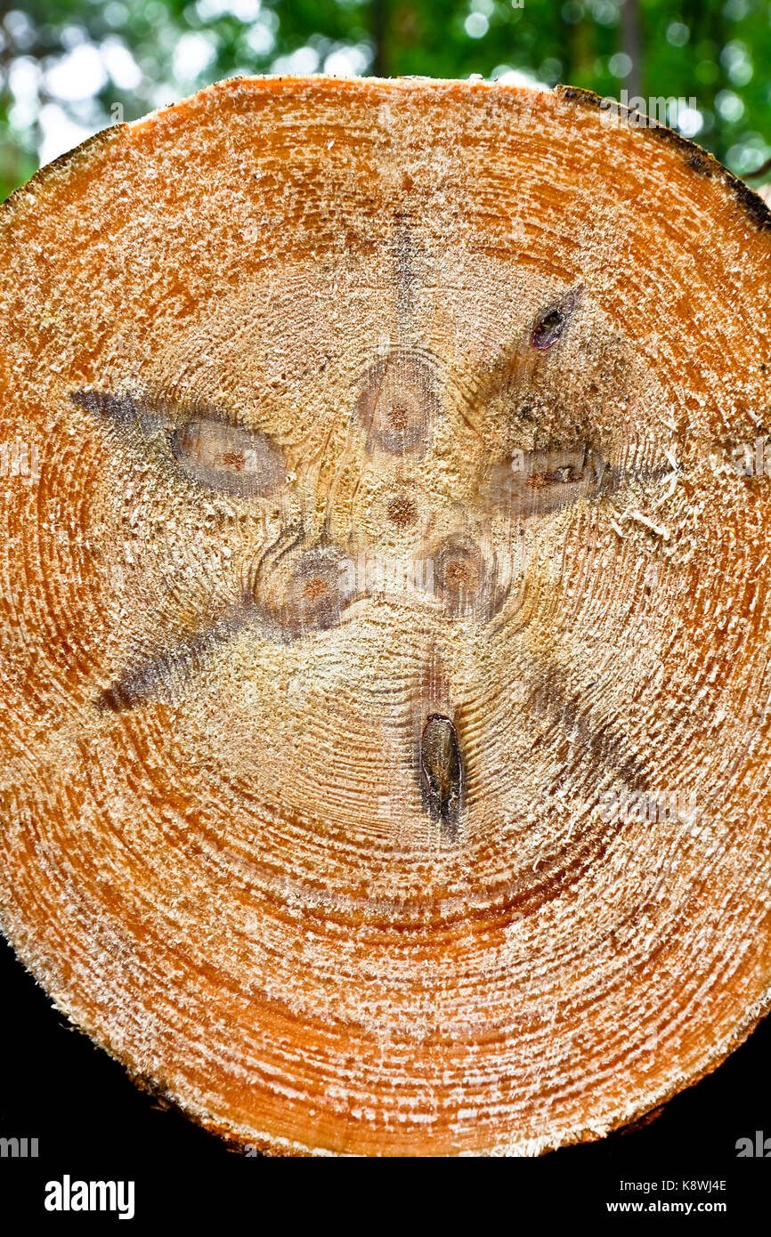 A log of pine resin drops from up close. Fresh cut pine resin from ...