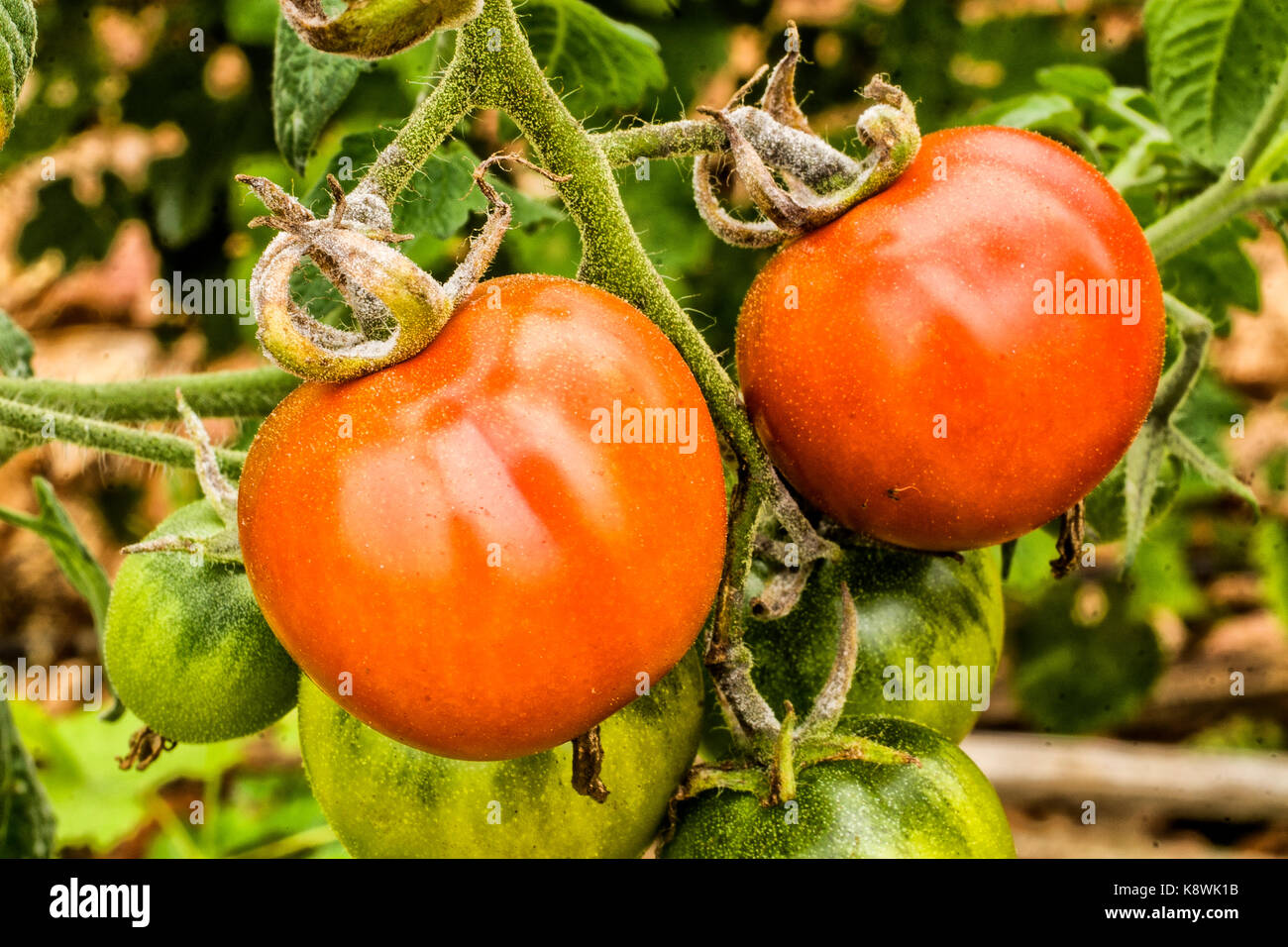 Tomates. Campos do Jordão, São Paulo, Brasil Stock Photo - Alamy