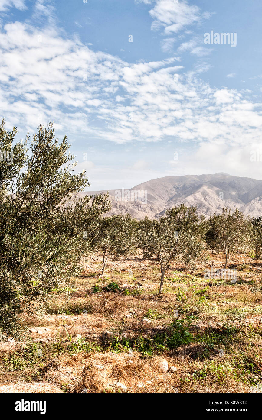 Olive plantation. Acari, Department of Arequipa, Peru Stock Photo - Alamy