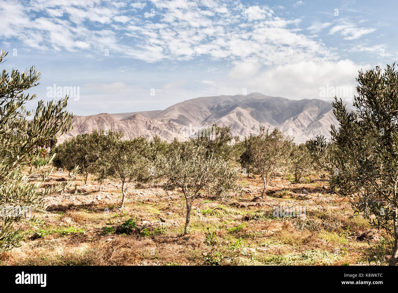 Olive plantation. Acari, Department of Arequipa, Peru Stock Photo - Alamy