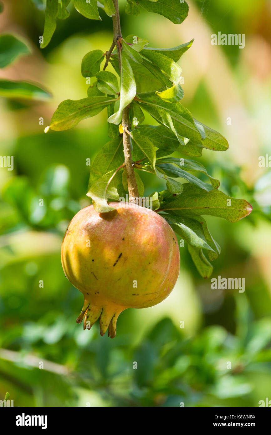 Pomegranate fruits riping on the tree in sunny day Stock Photo - Alamy