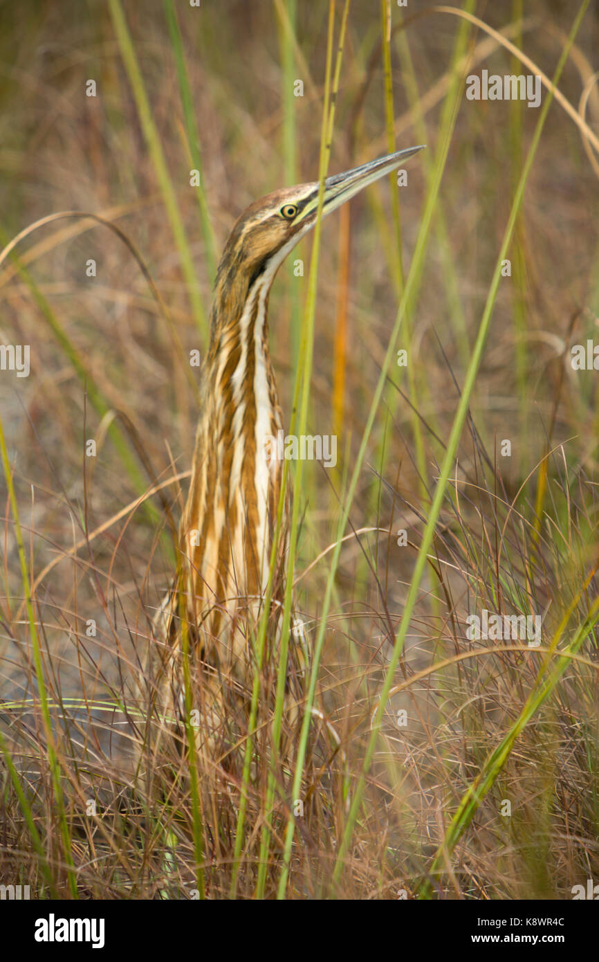 American Bittern (Botaurus letiginosus) in a marsh in the Florida ...