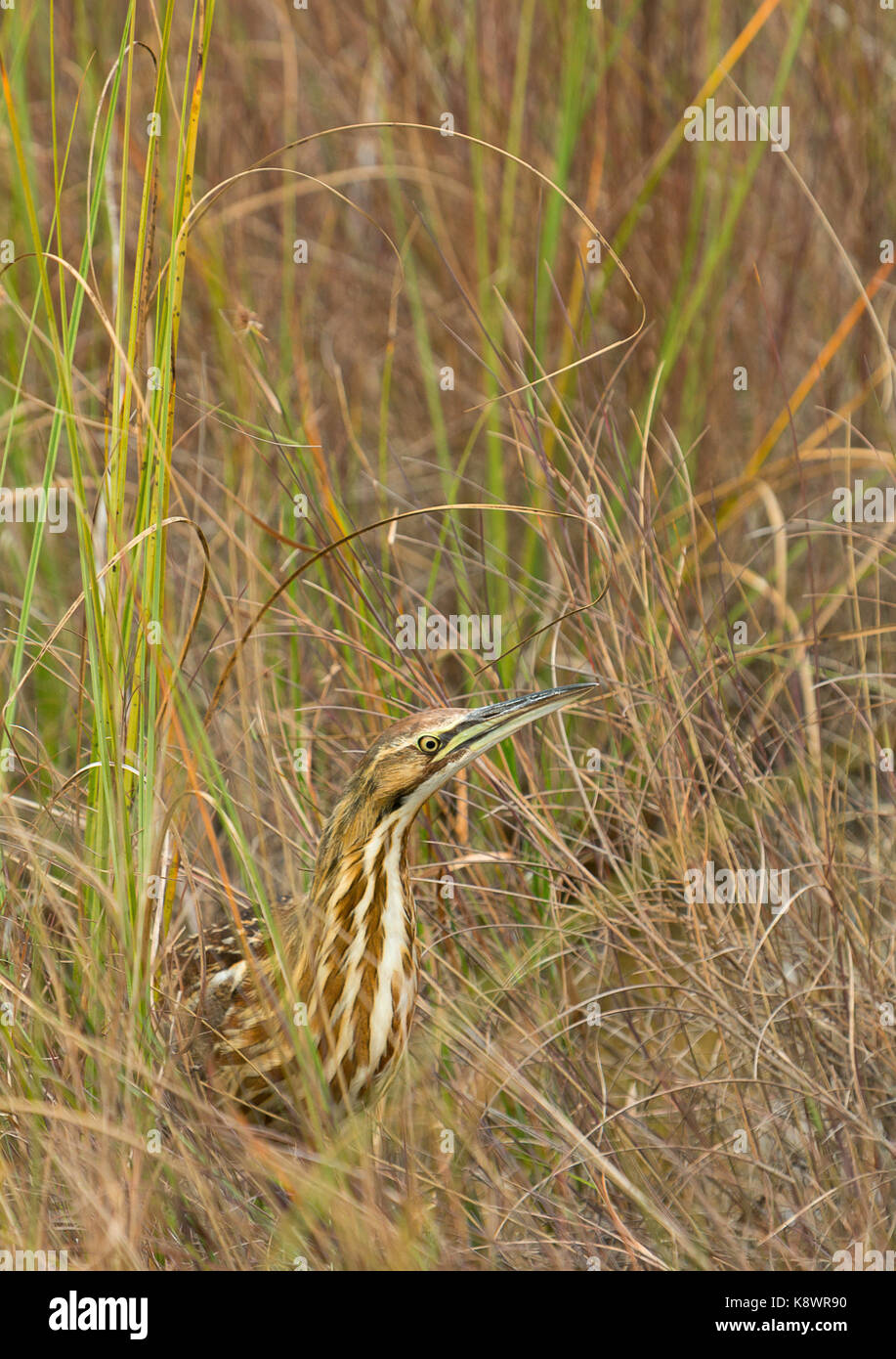 American Bittern (Botaurus letiginosus) in a marsh in the Florida ...