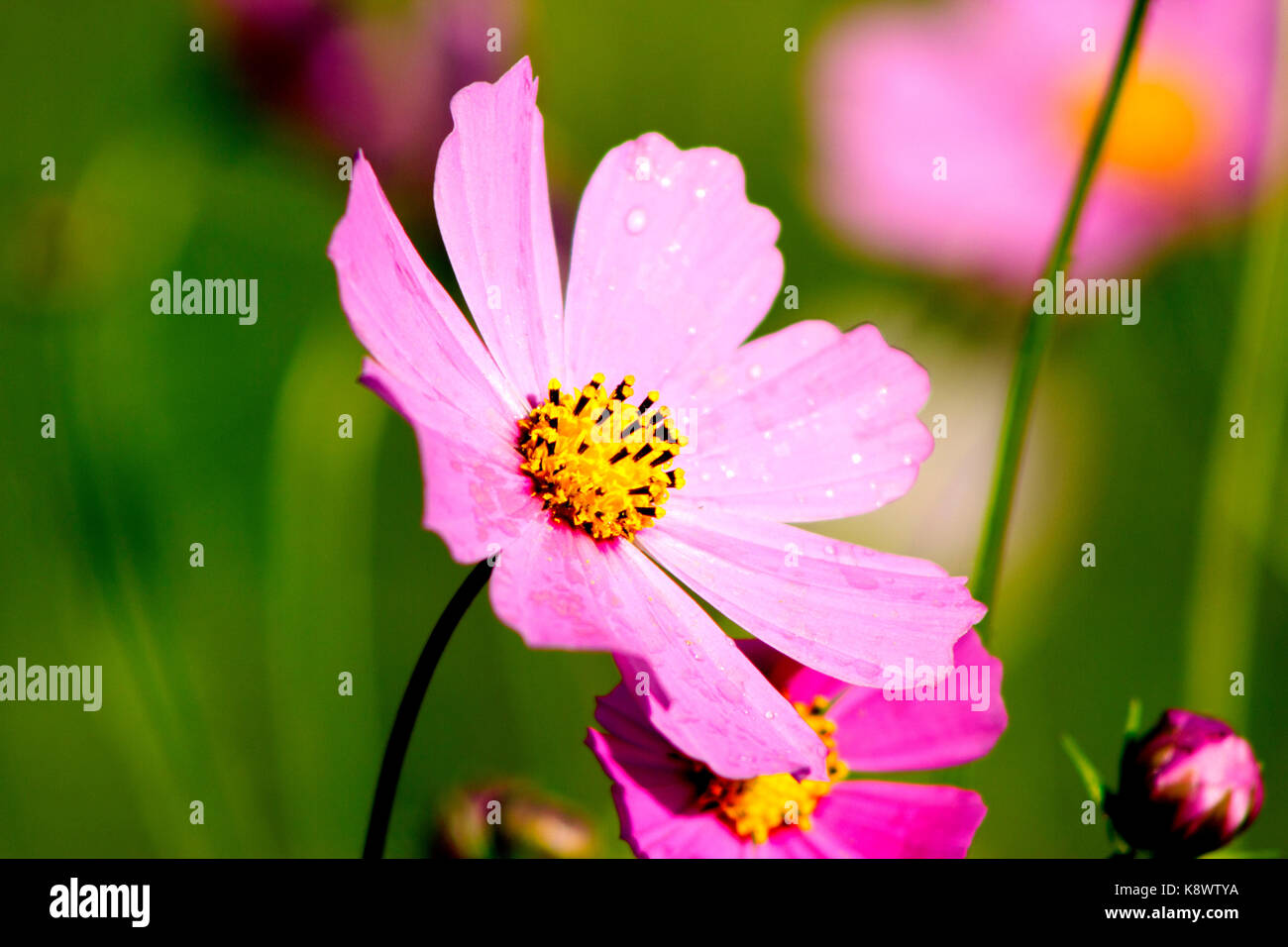 Bright Pink Cosmos High Resolution Stock Photography and Images - Alamy