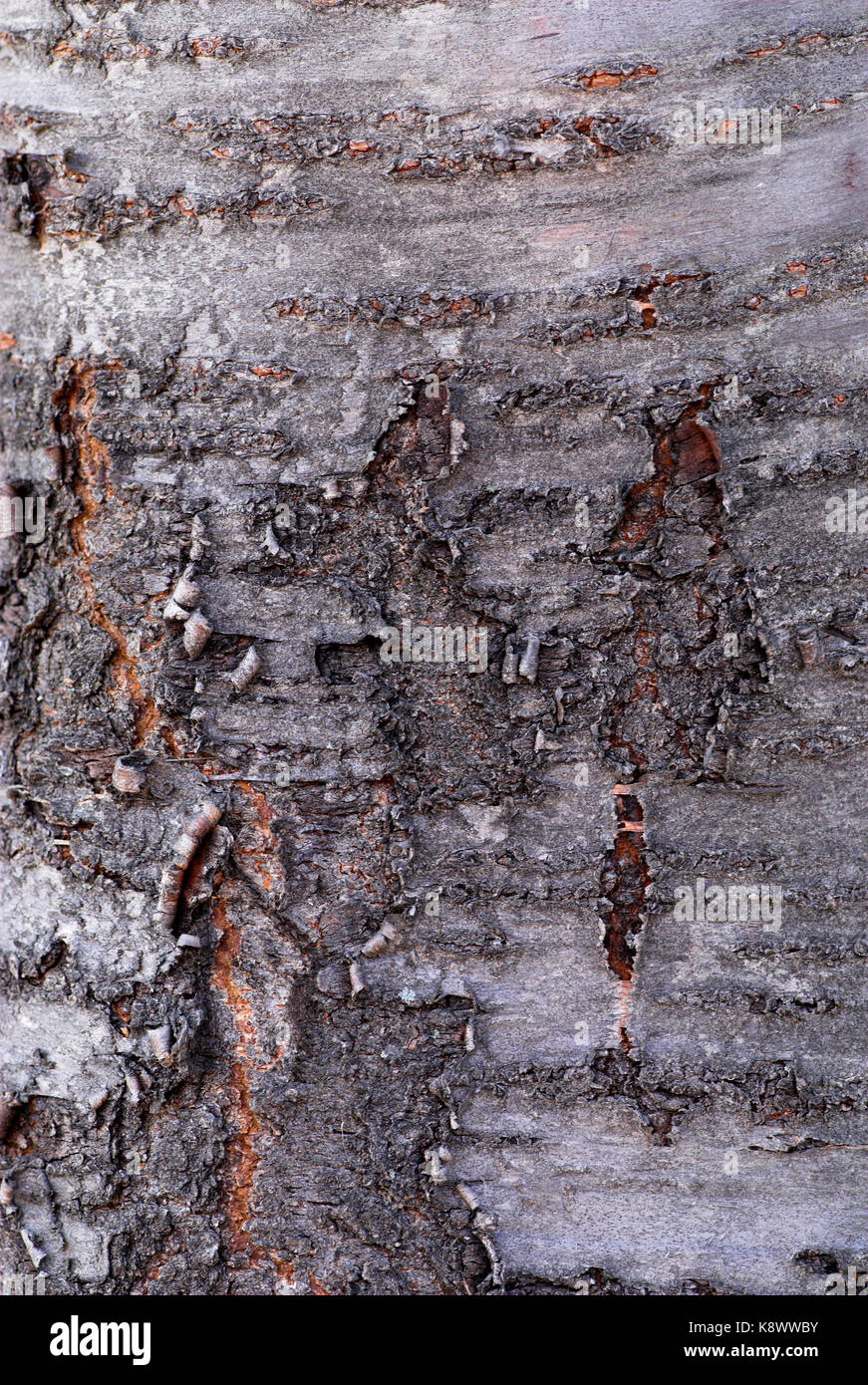 Surface of weathered and old tree bark Stock Photo - Alamy