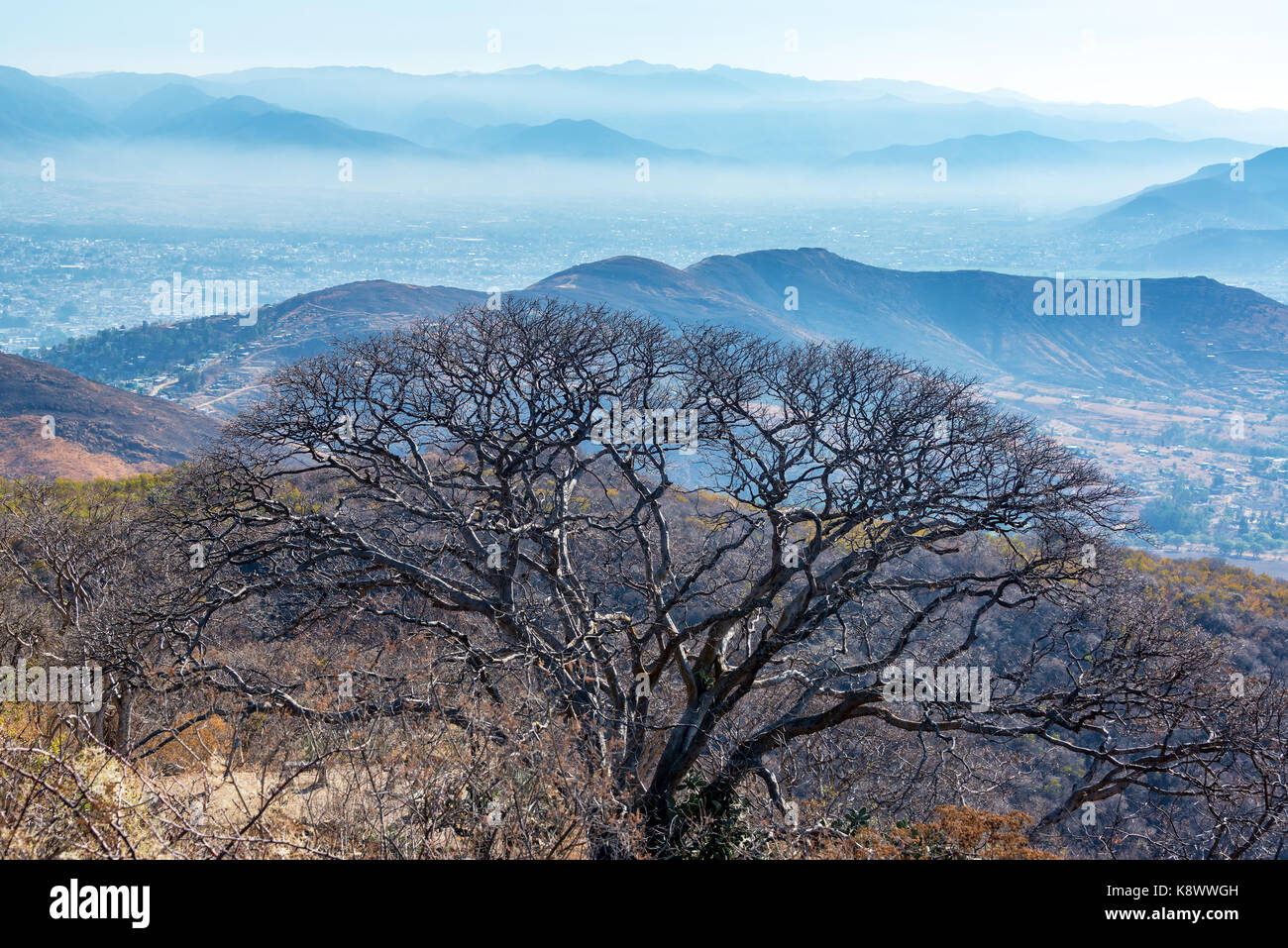 Dry leafless tree and rugged hills in Oaxaca, Mexico Stock Photo - Alamy