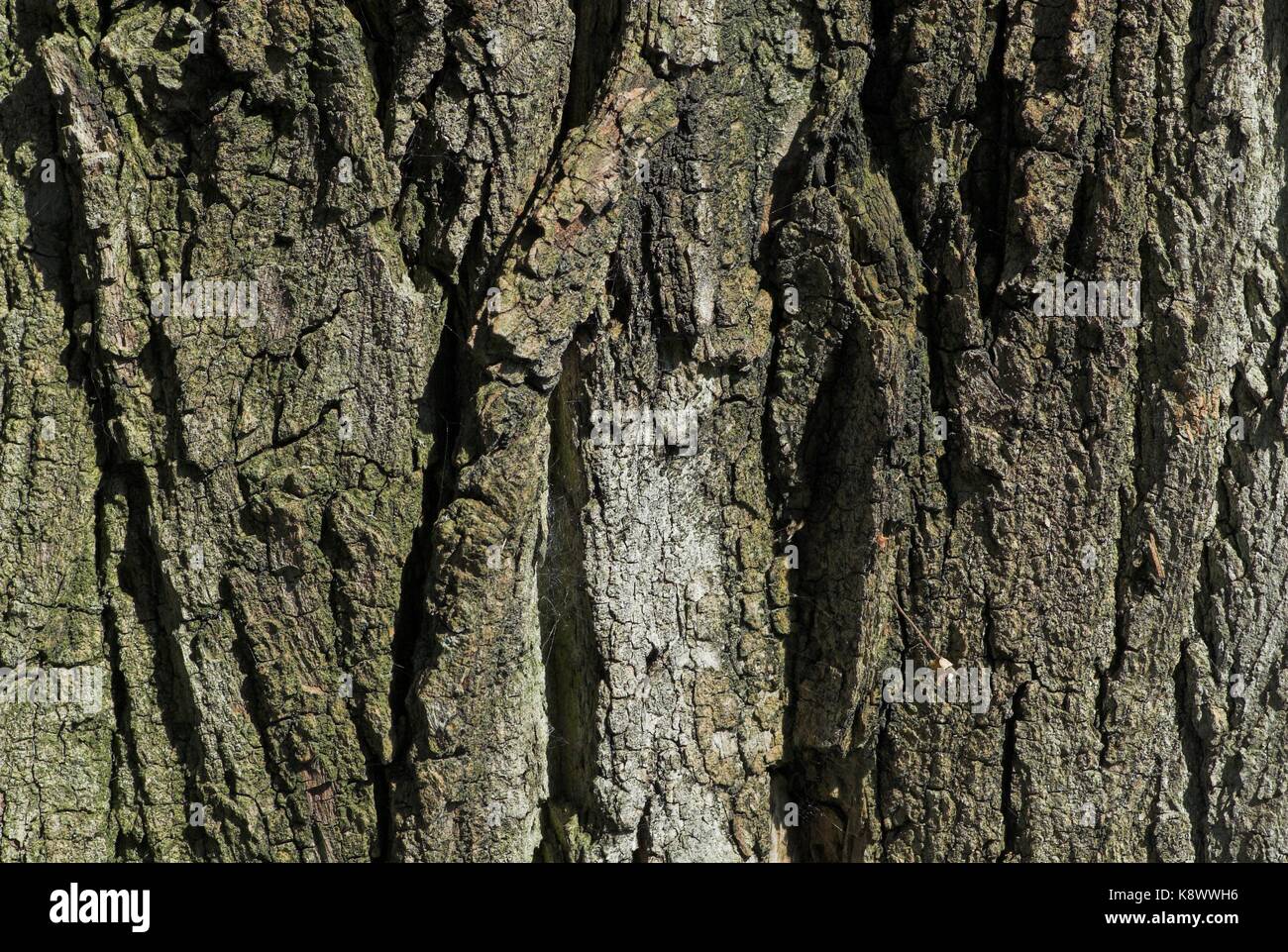Texture of old tree bark. Deep relief Stock Photo - Alamy