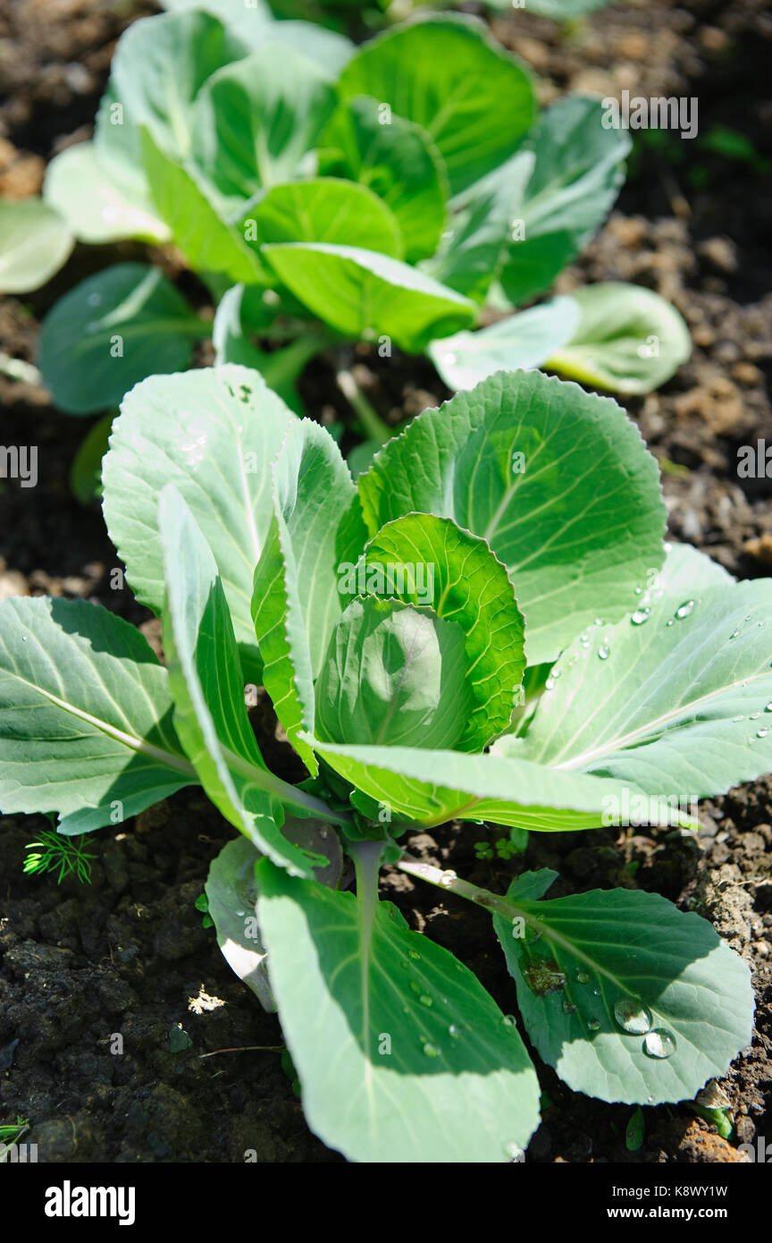 Green young cabbage in soil with waterdrops Stock Photo - Alamy