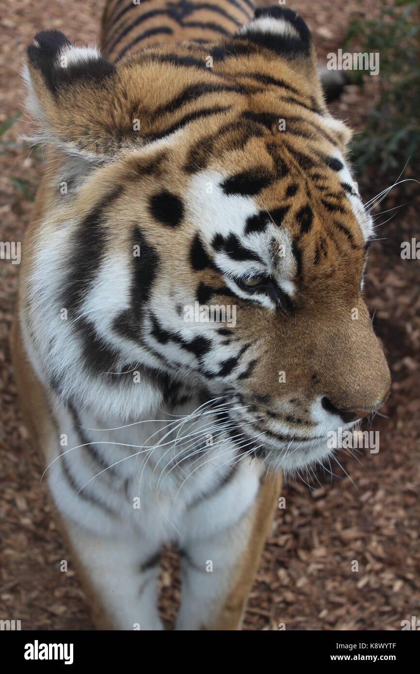 Camera Shy Tiger Stock Photo - Alamy