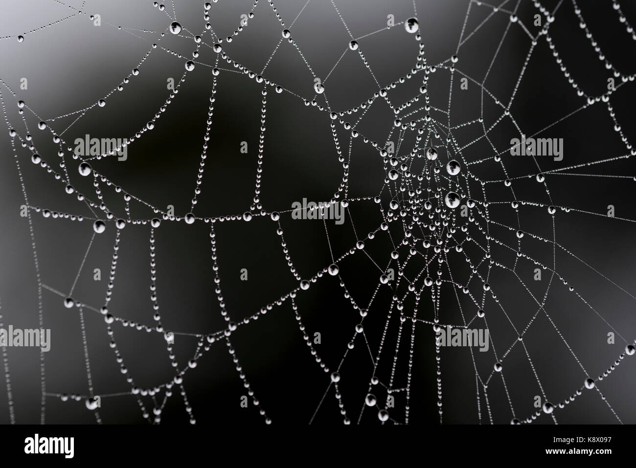Spider web with rain drops Stock Photo - Alamy