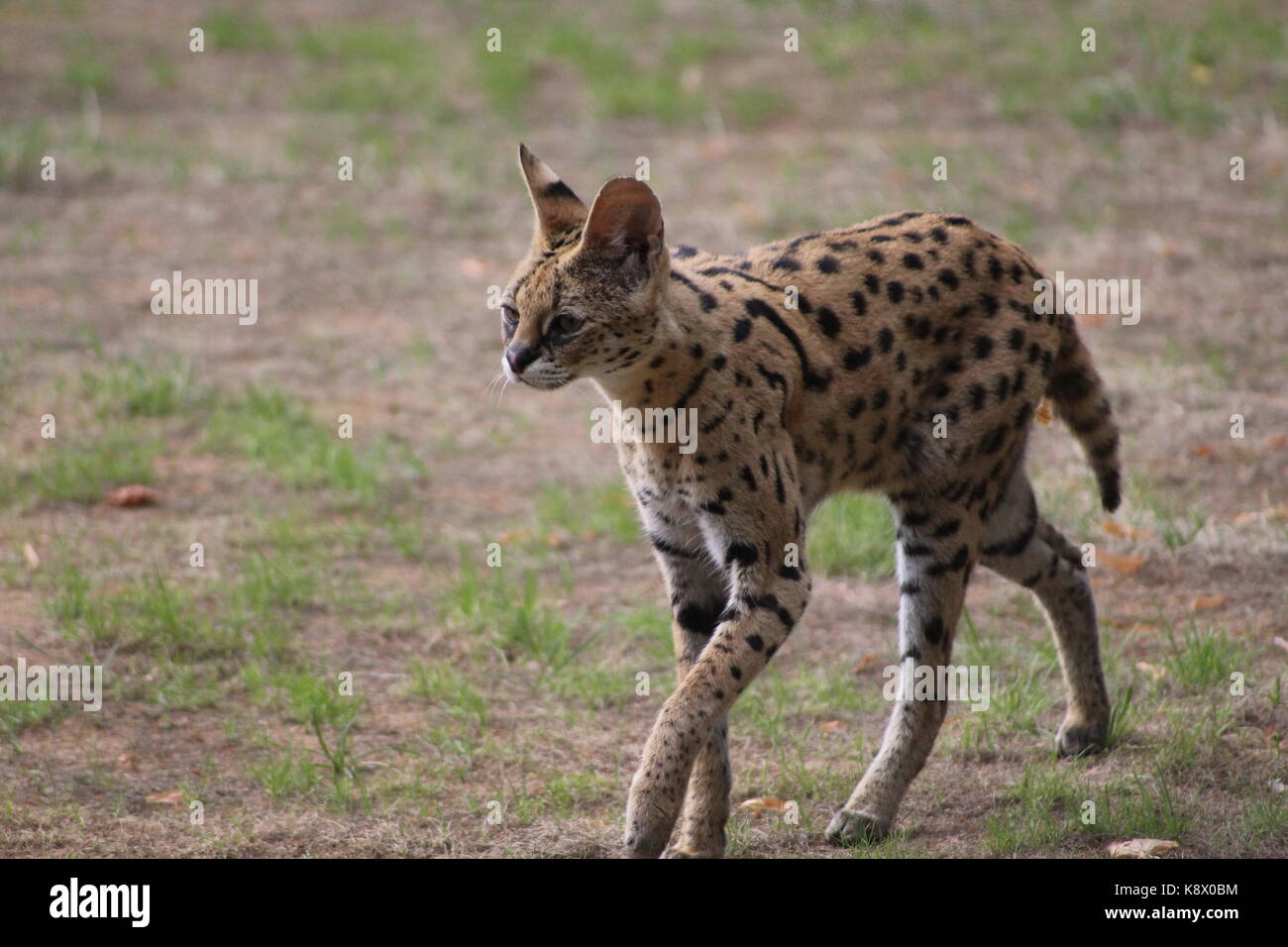 Walking serval hi-res stock photography and images - Alamy