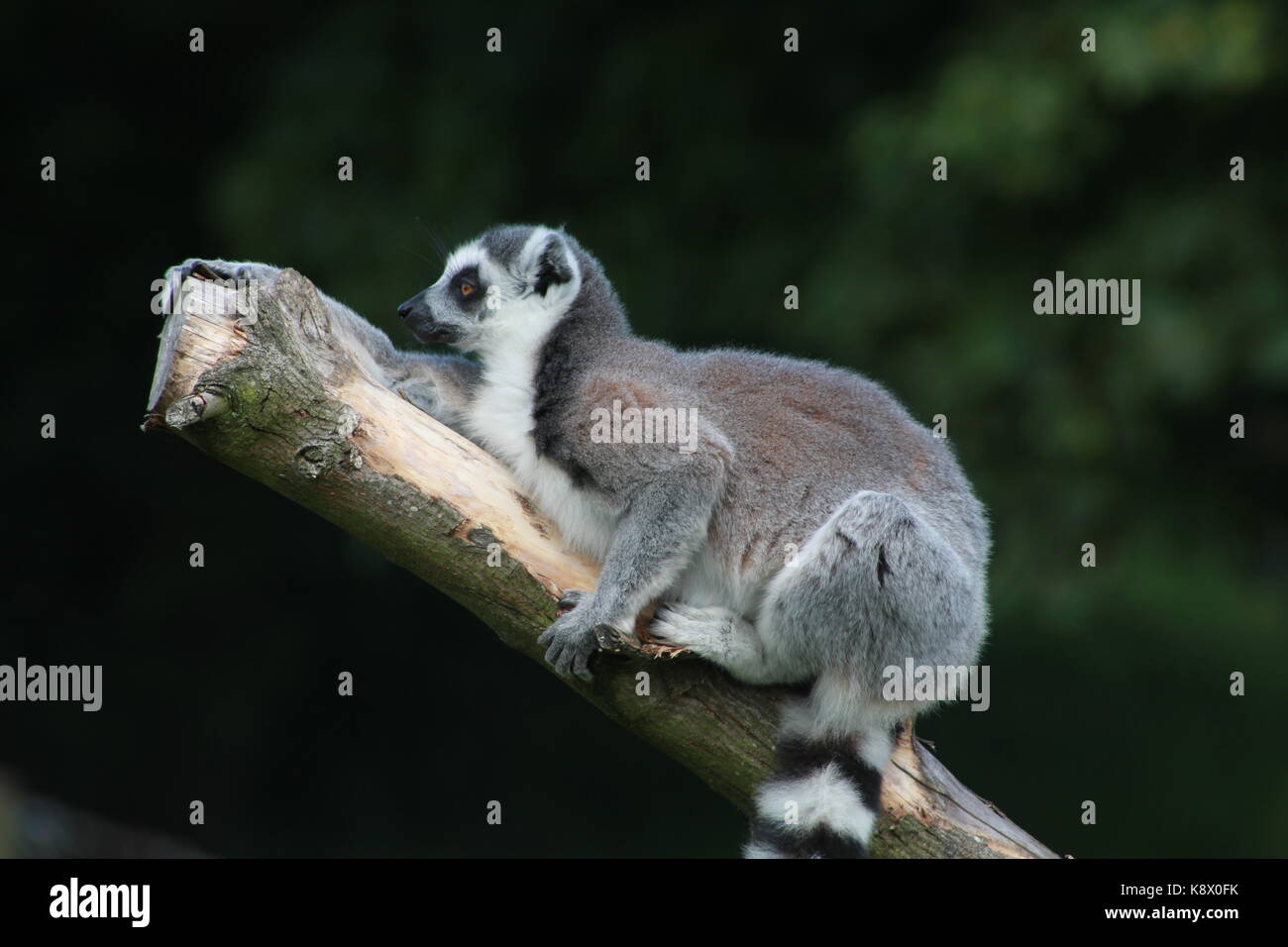 Sunbathing lemur hi-res stock photography and images - Alamy