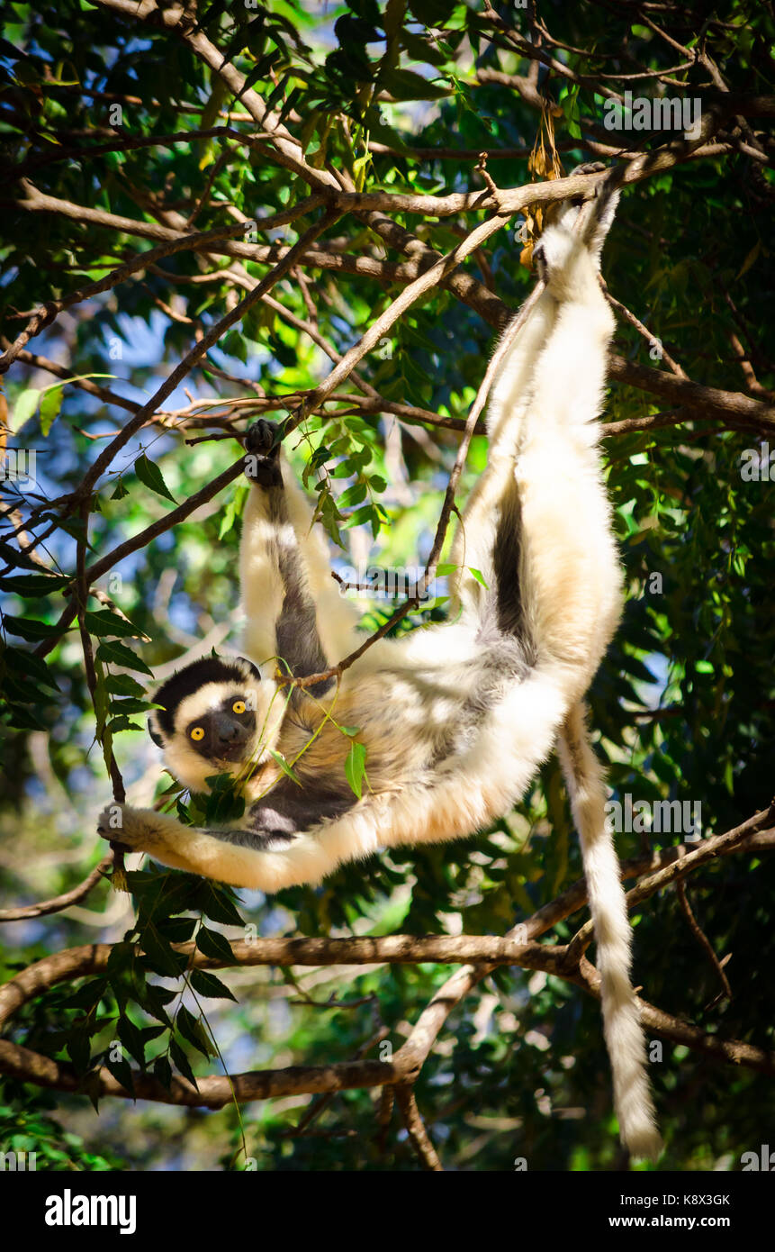 Funny and curious sifaka; Propithecus verreauxi; in the wild Berenty ...