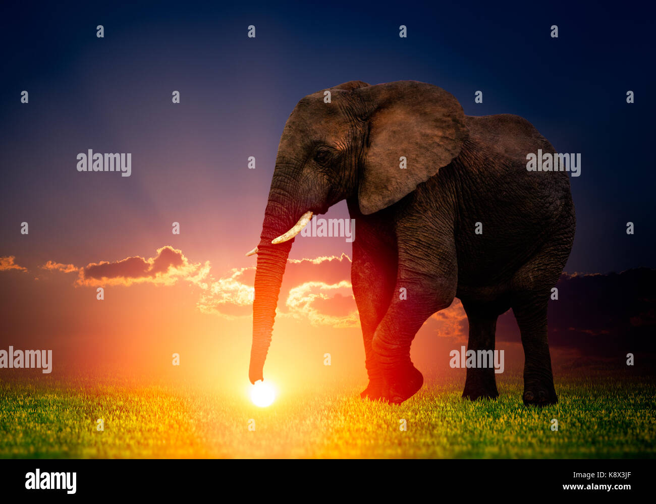 Concept of an elephant god playing a sun on a field at sunset Stock ...