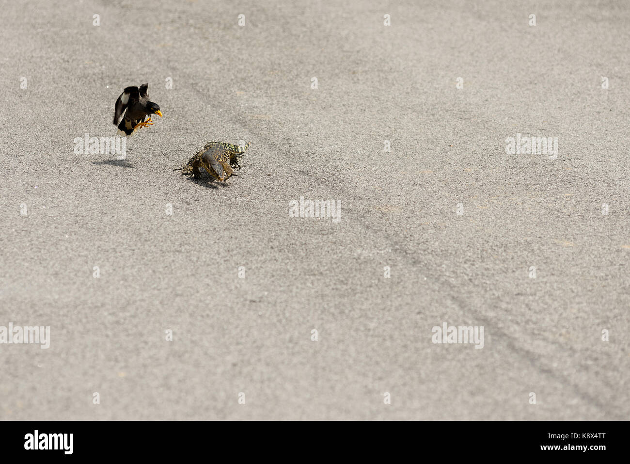 A brave asian Myna Bird attacks and drives off a Monitor Lizard from ...