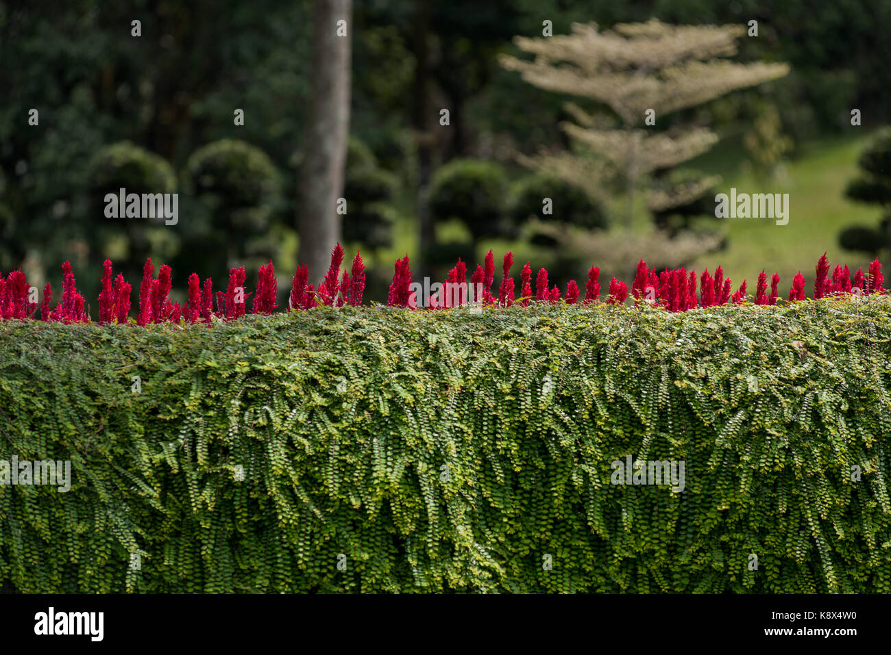 A red line of flowers of a plant running across the top of box hedge ...
