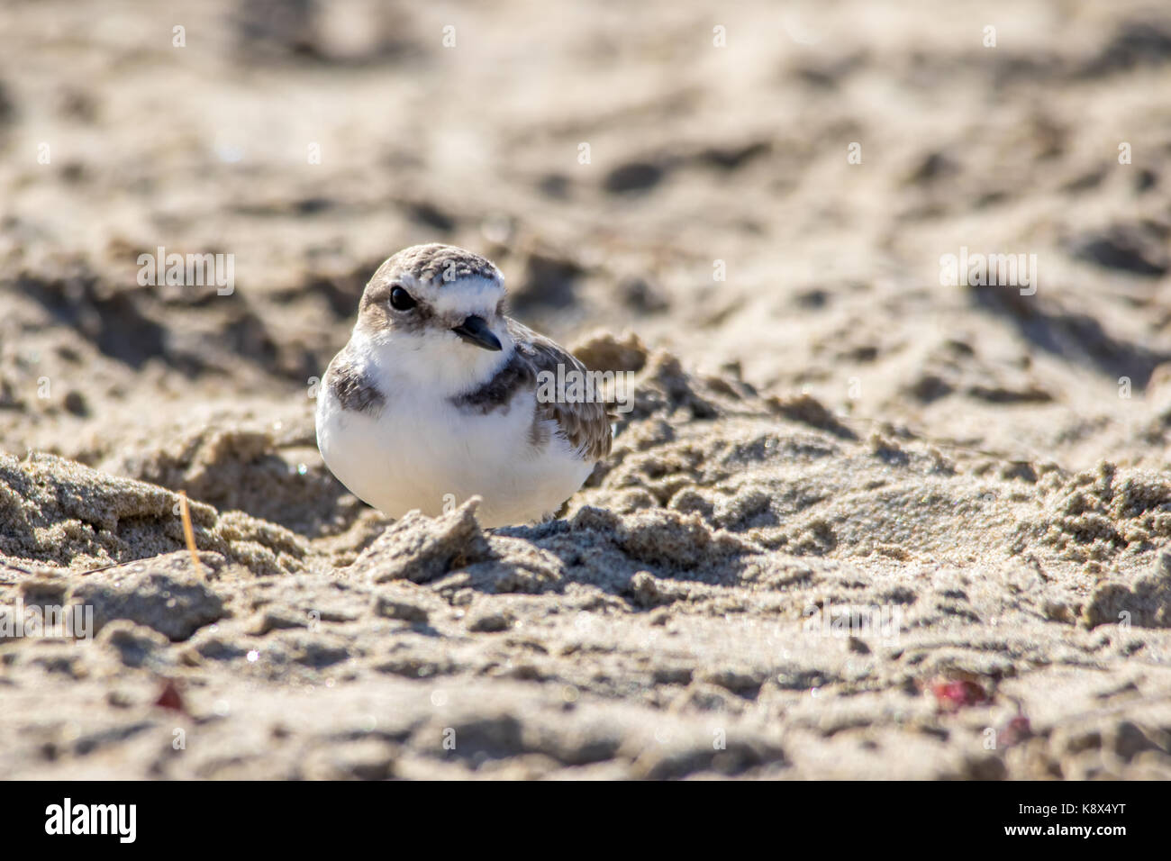 The Cute Little Snowy Plover Walking Around the Beach Stock Photo - Alamy