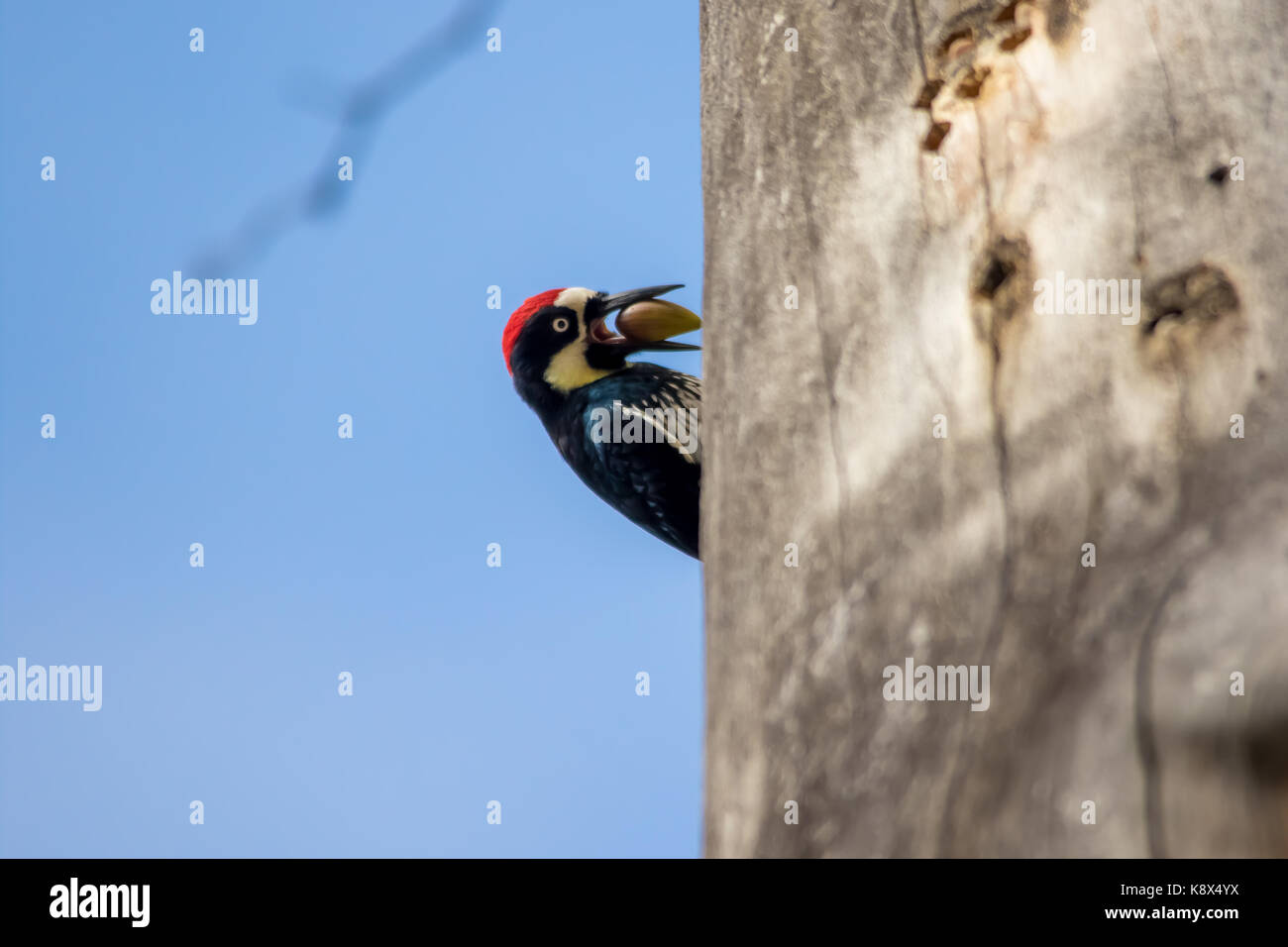 The Acorn Woodpicker Picking Tree Trunk for Acorn Stock Photo - Alamy
